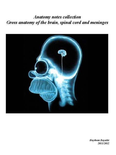 Neuroanatomy Notes Pdf Pdf Human Anatomy Organ Anatomy