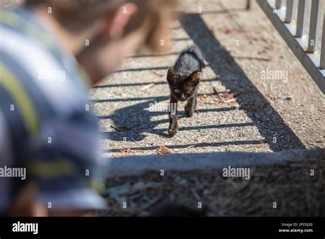 Stray Kitten Interacting With A Human Hand Showcasing Trust And