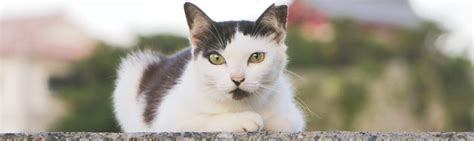 どうぶつ基金 どうぶつ基金は、猫や犬とヒトが幸せに優しく共生できる社会を目指します。