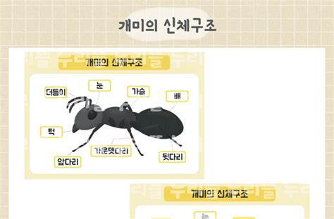언어과학 개미의 신체구조