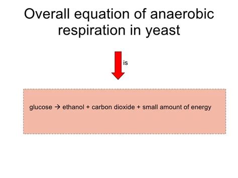 Word Equation For Anaerobic Respiration In Yeast Cells Tessshebaylo