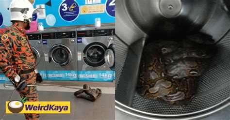 20kg Python Found Inside Washing Machine At A Laundromat In Johor
