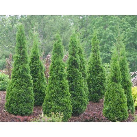 Proven Winners North Pole Arborvitae Thuja Live Evergreen Shrub