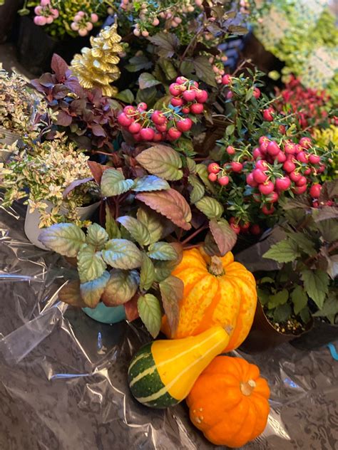 公式ラインのお知らせと「秋の寄せ植え」逃避行 ＊寄せ植え教室・ガーデニング雑貨＊エターナルフラワー