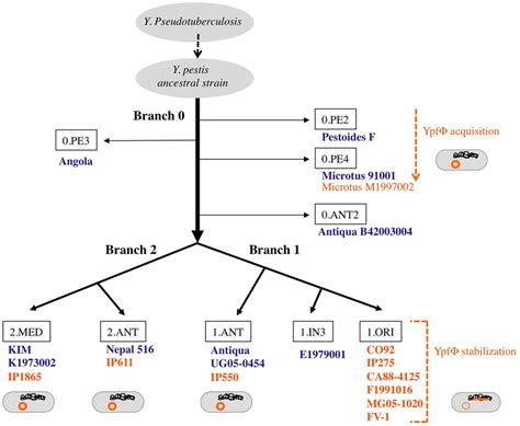 Microevolution Tree Of Y Pestis Strains In Which No YpfΦ Was