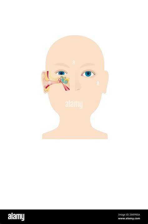 Orecchio Interno Immagini Senza Sfondo E Foto Stock Ritagliate Alamy