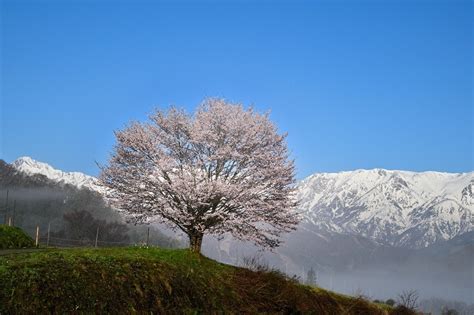 サクラ星景野平の一本桜と立ち昇る銀河 星三昧