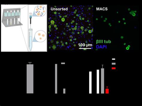 At1r Mediated The Neuronal Response To Ang Ii In Vitro 393 Download