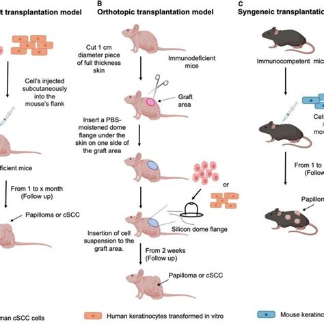 Cutaneous And Oral Squamous Cell Carcinoma Tissues Of Origin