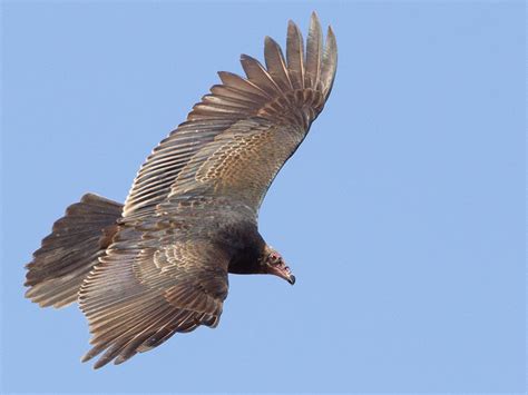 Two Tips For Telling A Birds Age By Its Molt Patterns Living Bird All About Birds