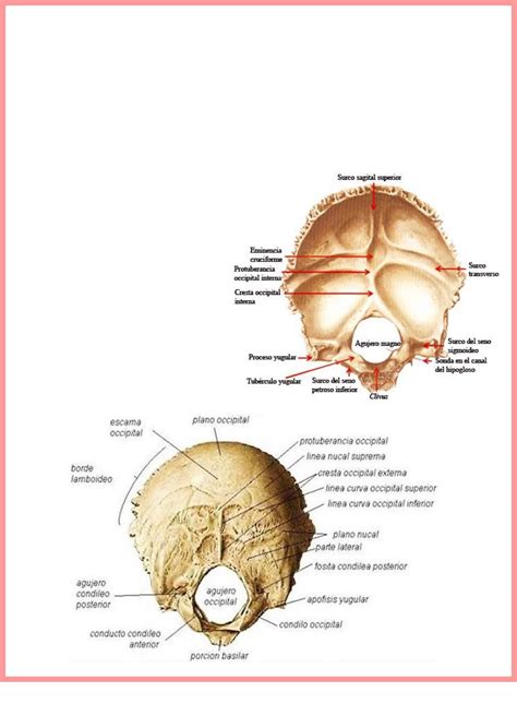 Osteología Del Cráneo Huesos Del Cráneo Y Huesos De La Cara
