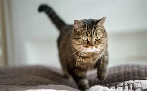 مجمع كولانجيتكولانجهيباتيت في القطط جمع صحة القطط