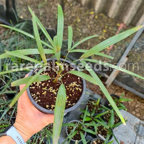 Rhapis Multifida Seedlings Finger Palm Buy Seeds At