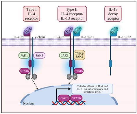 Inspiring Target Interleukin 4 Receptor Acrobiosystems