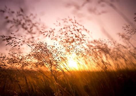 Summer Dry Grass Stock Image Image Of Adventure Bright 34811383