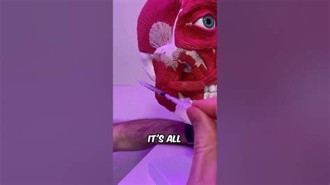 Heres How To Avoid Hitting The Risorius When Treating The Masseter