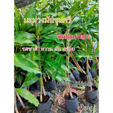 มะม่วงมันขุนศรี กิ่งทาบ[พร้อมส่ง] มะม่วงโบราณหายาก รสชาติอร่อย สูง80 120ซม Shopee Thailand