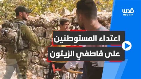 اعتداء المستوطنين وجيش الاحتلال على قاطفي الزيتون بتل ارميدة بالخليل