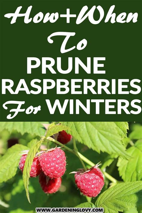 Complete Guide On How And When To Prune Raspberries For Winters Growing Raspberries Raspberry Complete Guide On How And When To Prune Raspberries For Winters Growing Raspberries Raspberry