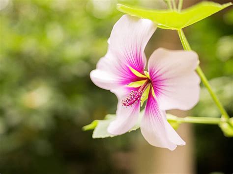 Flower Stigma Background Images Hd Pictures And Wallpaper For Free