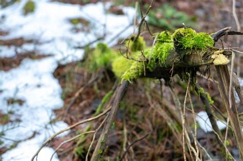 For T Ancienne Les Arbres Sont Recouverts De Mousse Fourr S