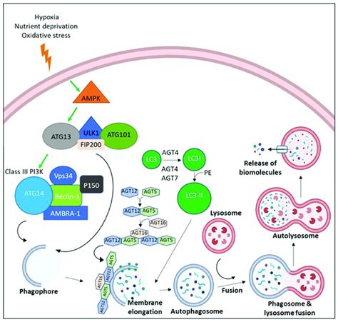 The Molecular Pathway Of Autophagy Due To The Microenvironmental
