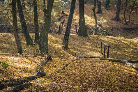 Path Forest Trees Free Photo On Pixabay Pixabay