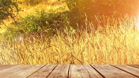 Yellow Field Grass Meadow Nature Field Background Park Landscape Stock