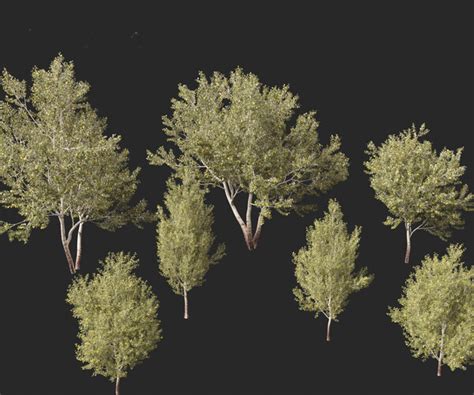 Artstation Populus Alba Poplar Game Assets