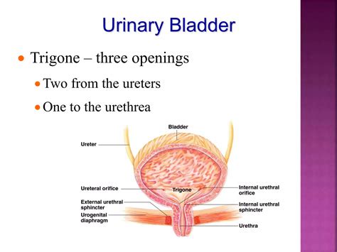 Anatomy Of Urinary System Pptx