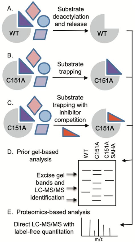 Figure 1 From Hdac1 Substrate Profiling Using Proteomics Based Substrate Trapping Semantic