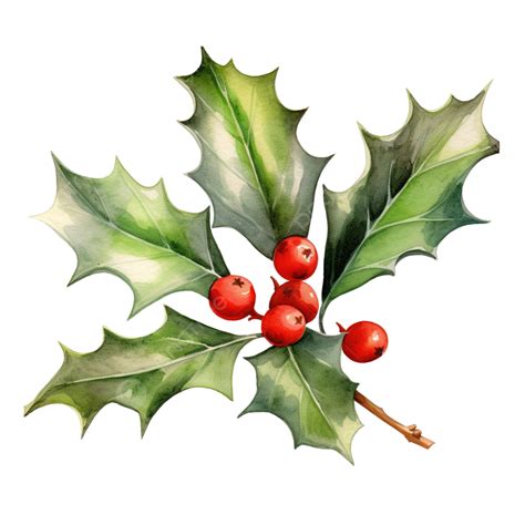 Acuarela Acebo Clip Art Png Dibujos Acuarela Navidad Mano Png Imagen
