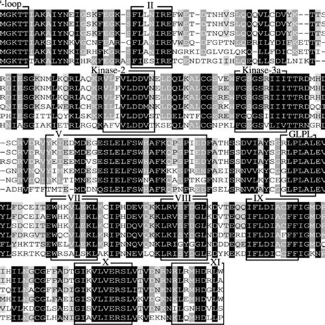 Sequence Alignment Of The Deduced Amino Acid Sequences Of The Six Lens