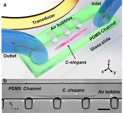 Microfluidic Devices Gently Rotate Small Organisms And Cells Medical