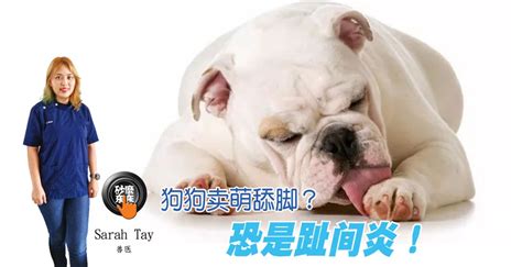 狗狗卖萌舔脚 砂麼東東