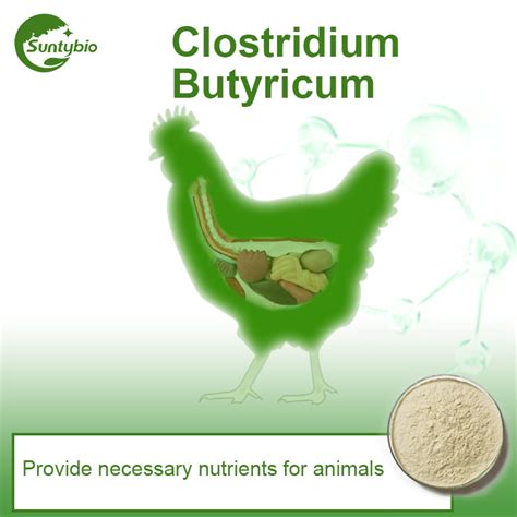 Clostridium Butyricum