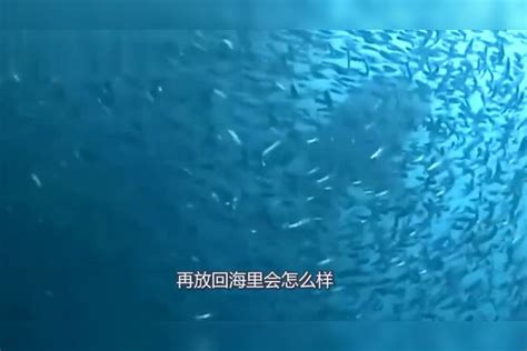 被割掉鱼翅的鲨鱼，再放回海里会怎么样？镜头拍下全过程海里鲨鱼镜头