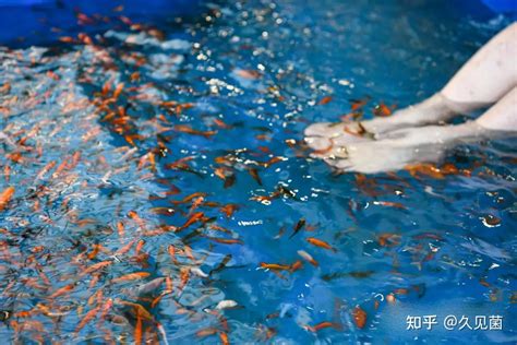 温泉鱼有多恐怖吃脚皮只是在麻痹你整条鱼进去只剩骨架 知乎