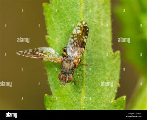 Tephritid Fly Tephritis Neesii Wing Waving Male On Ox Eye Daisy