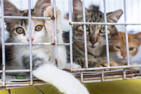 Goiânia Recebe Evento De Adoção De Cães E Gatos Neste Domingo 17