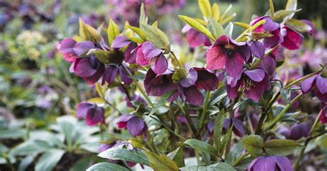 Helleborus - Mein schöner Garten