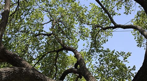 What Is Cabling And Bracing A Tree Davey Tree