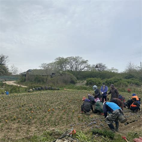 교동면 동산리 마을회 우리마을 봄꽃 심어 꽃동산 조성