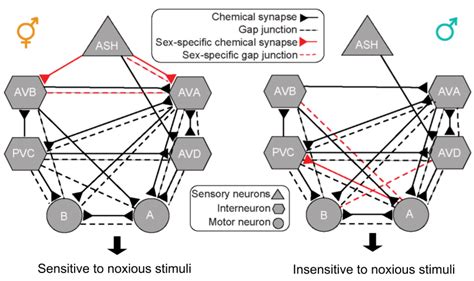 Sex Specific Topology Of The Nociceptive Circuit Shapes Dimorphic Behavior In C Elegans PreLights