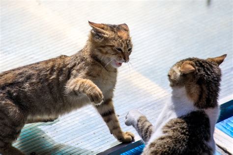 猫咪战斗力排行榜看谁称霸猫界！ 知乎