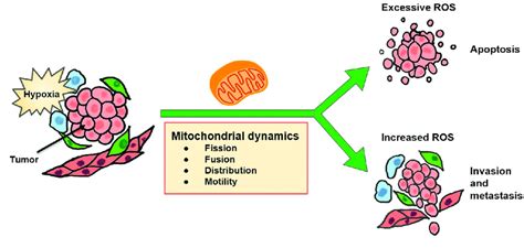 Mitochondrial Dynamics May Underlie Redox Homeostasis And The Cellular