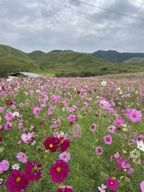 阿蘇の絶景 久しぶりに阿蘇を満喫しました ラベンダーさんのモーメント Yamap ヤマップ