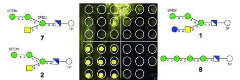 6 representative scan of a carbohydrate microarray incubated with
