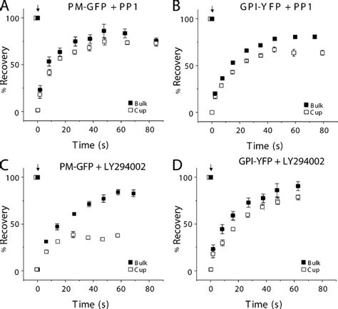 Effect Of Kinase Inhibitors On The Mobility Of Inner And Outer Membrane