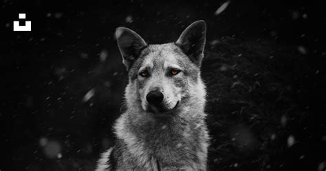 흑인과 백인 바위에 흰색과 검은 색 늑대 사진 Unsplash의 무료 늑대 이미지